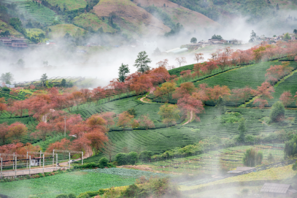 Sapa Guide and Itinerary: Best Things to Do 2024