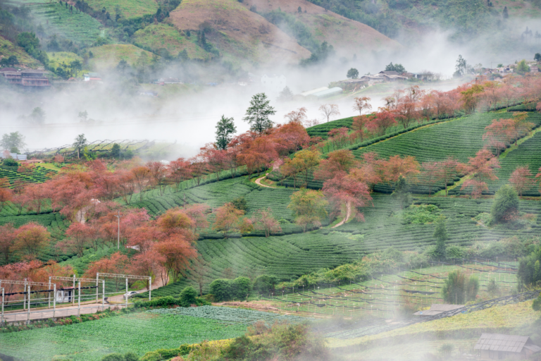 Sapa Guide and Itinerary: Best Things to Do 2024